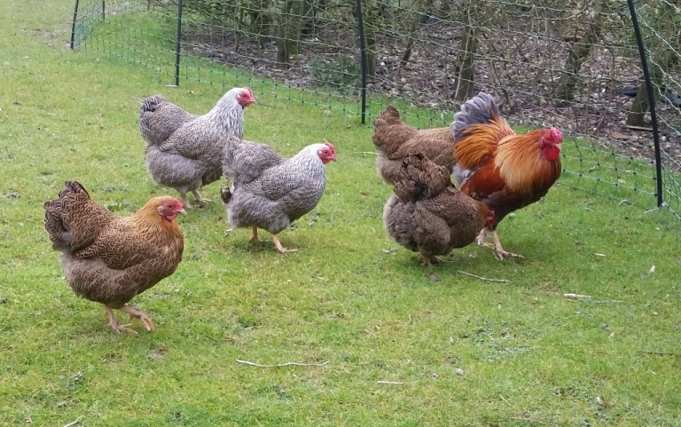 Partridge, Blue Partridge and Silver Pencilled for Sale - Wyandottes ...