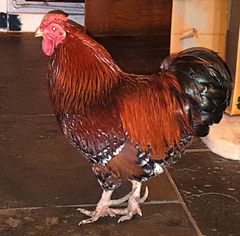 Reducing cockerels’ spurs in steps - Wyandottes Chickens